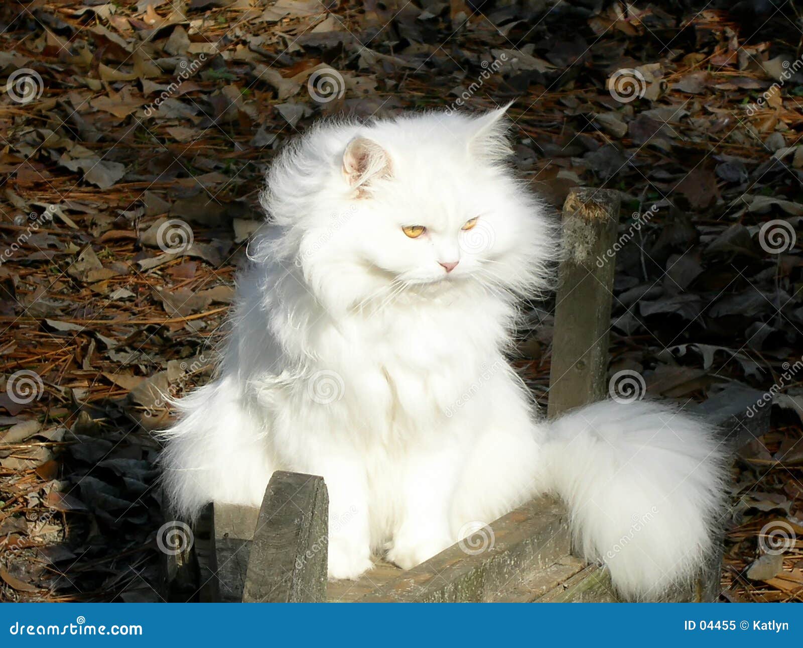 Persa branco imagem de stock. Imagem de persa, olhar, medula - 4455