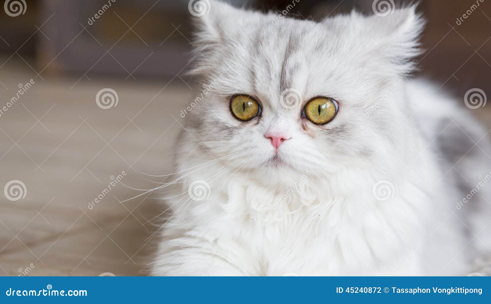 Persa branco foto de stock. Imagem de pele, persa, animal - 45240872