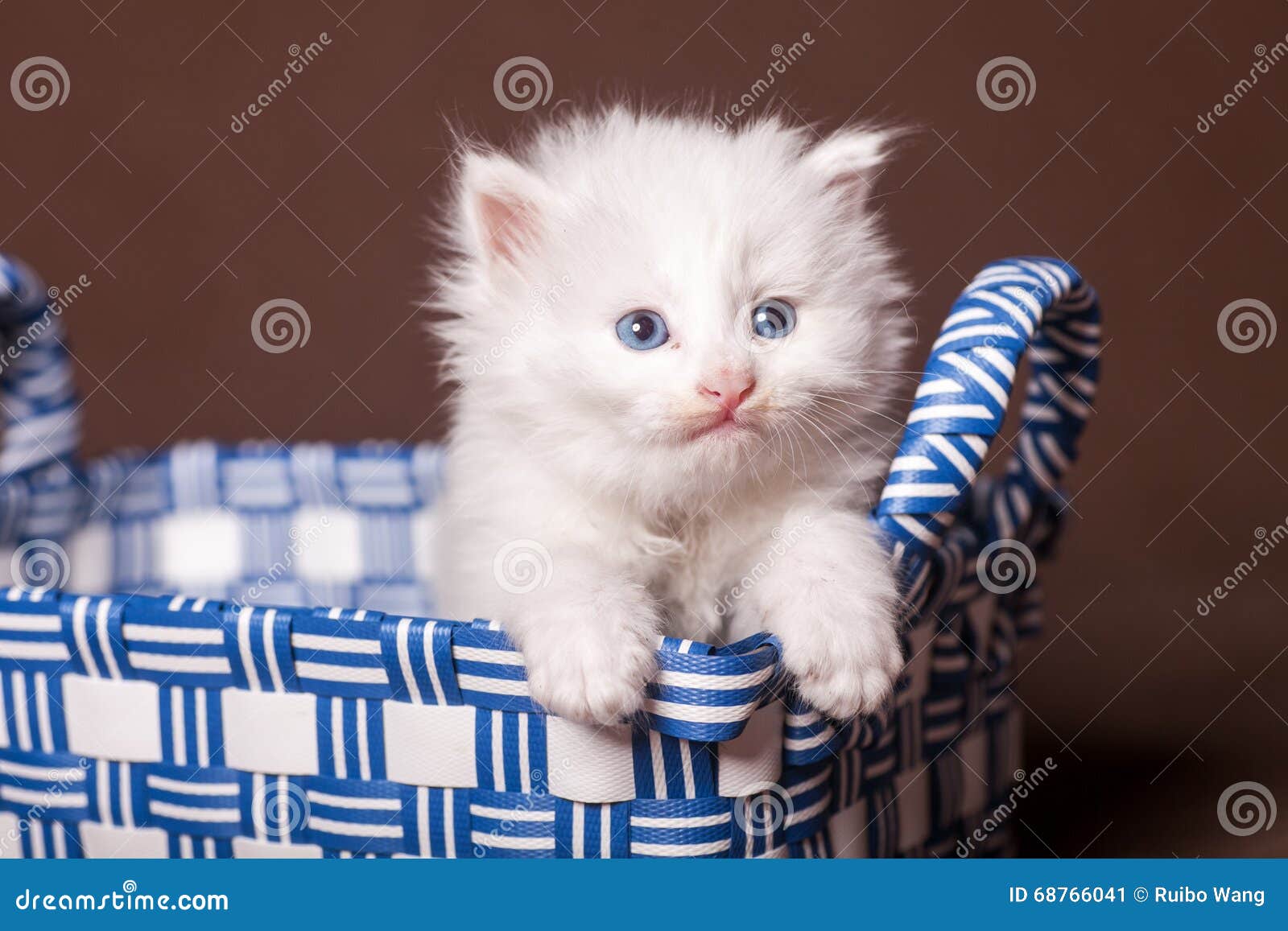 Persa branco imagem de stock. Imagem de sorriso, pelaria - 68766041