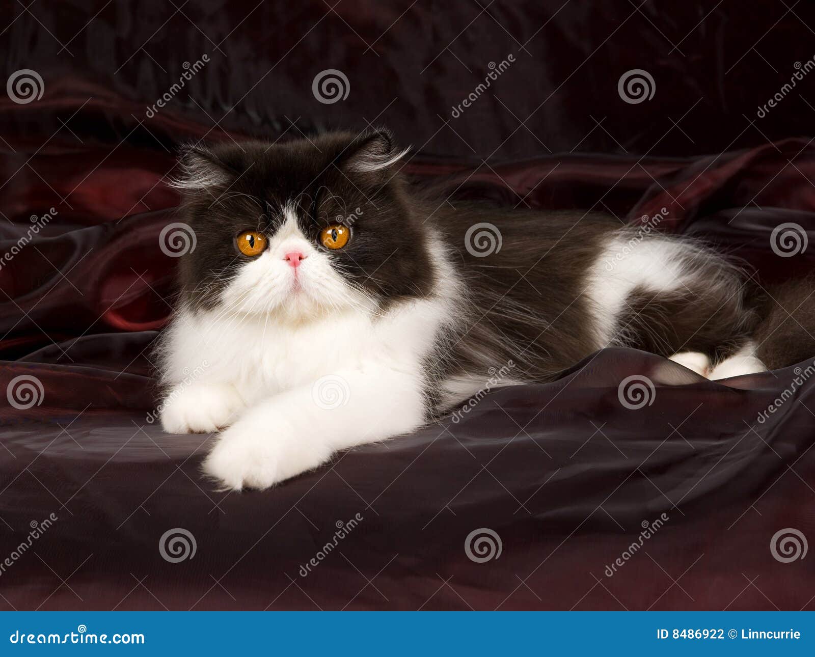 Persa Preto E Branco No Preto Do Burgund Foto de Stock - Imagem de ...