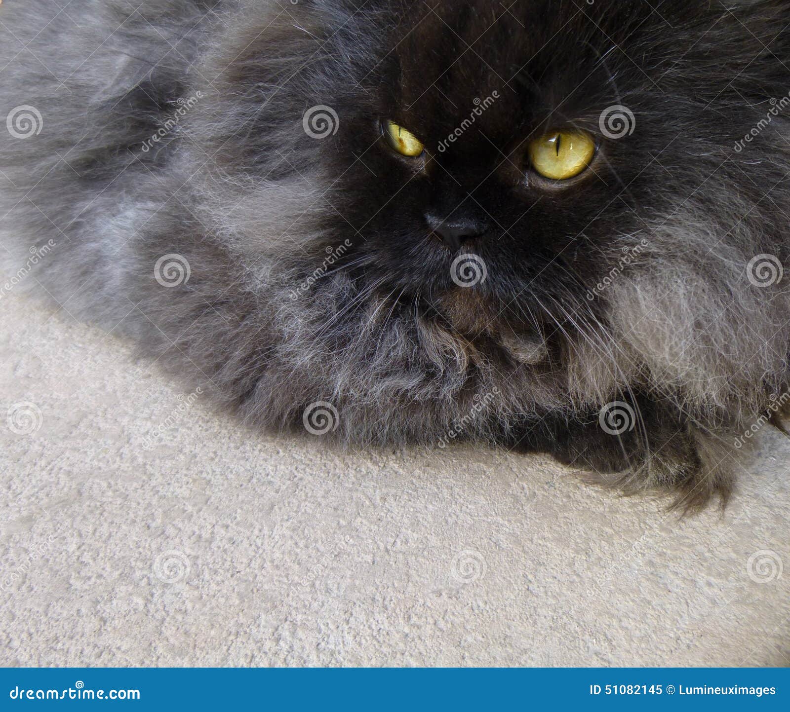 Persan Noir Cat Lying Down Sur Le Trottoir Image stock - Image du pose ...