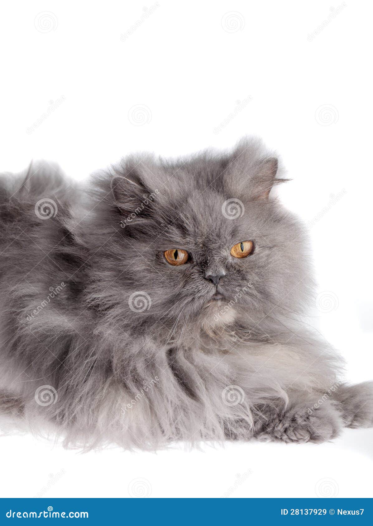 Perserkatt fotografering för bildbyråer. Bild av hemhjälp - 28137929