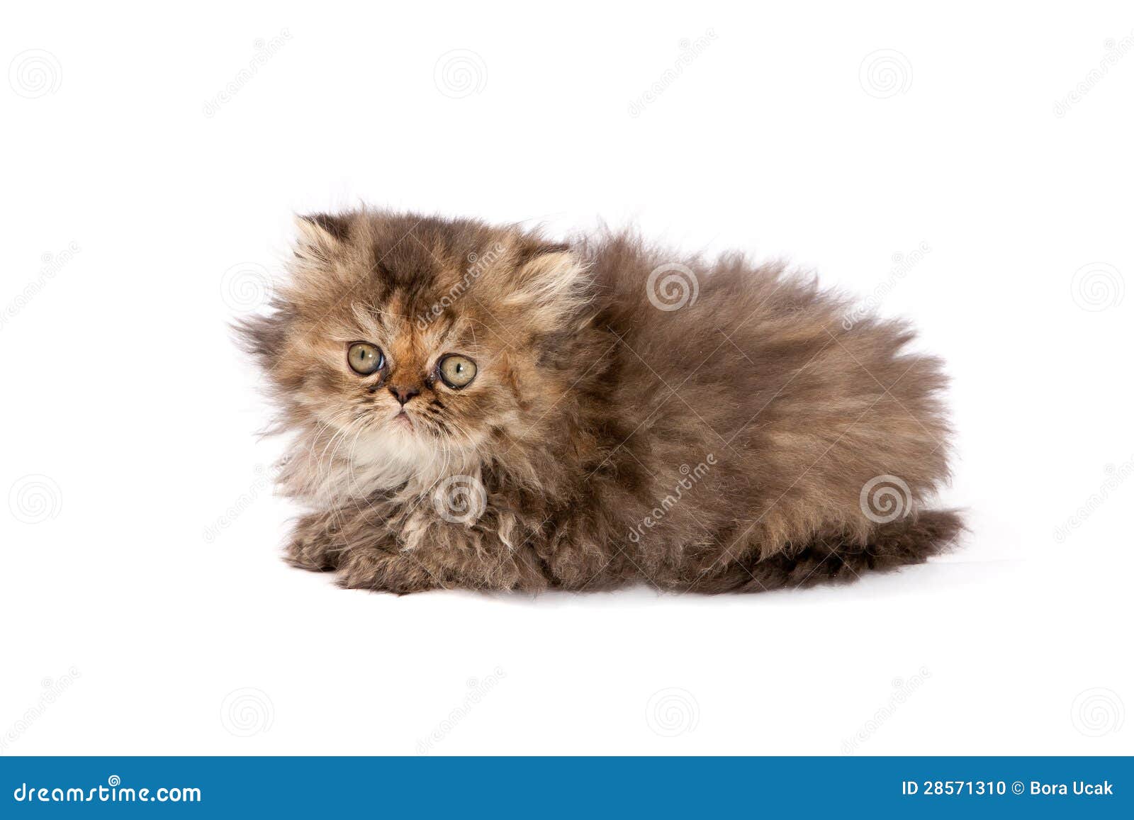 Perserkatt arkivfoto. Bild av gulligt, bakgrund, hemhjälp - 28571310