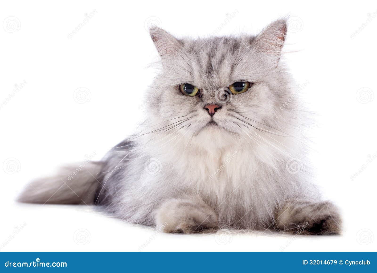 Perserkatt fotografering för bildbyråer. Bild av kvinnlig - 32014679