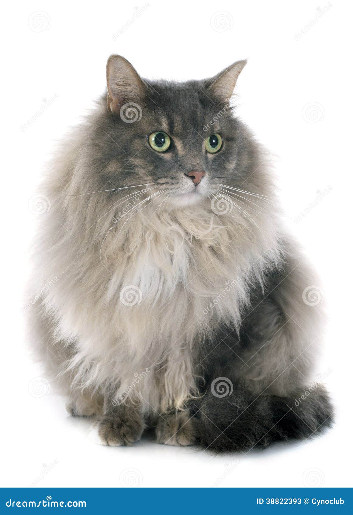 Perserkatt fotografering för bildbyråer. Bild av fett - 38822393