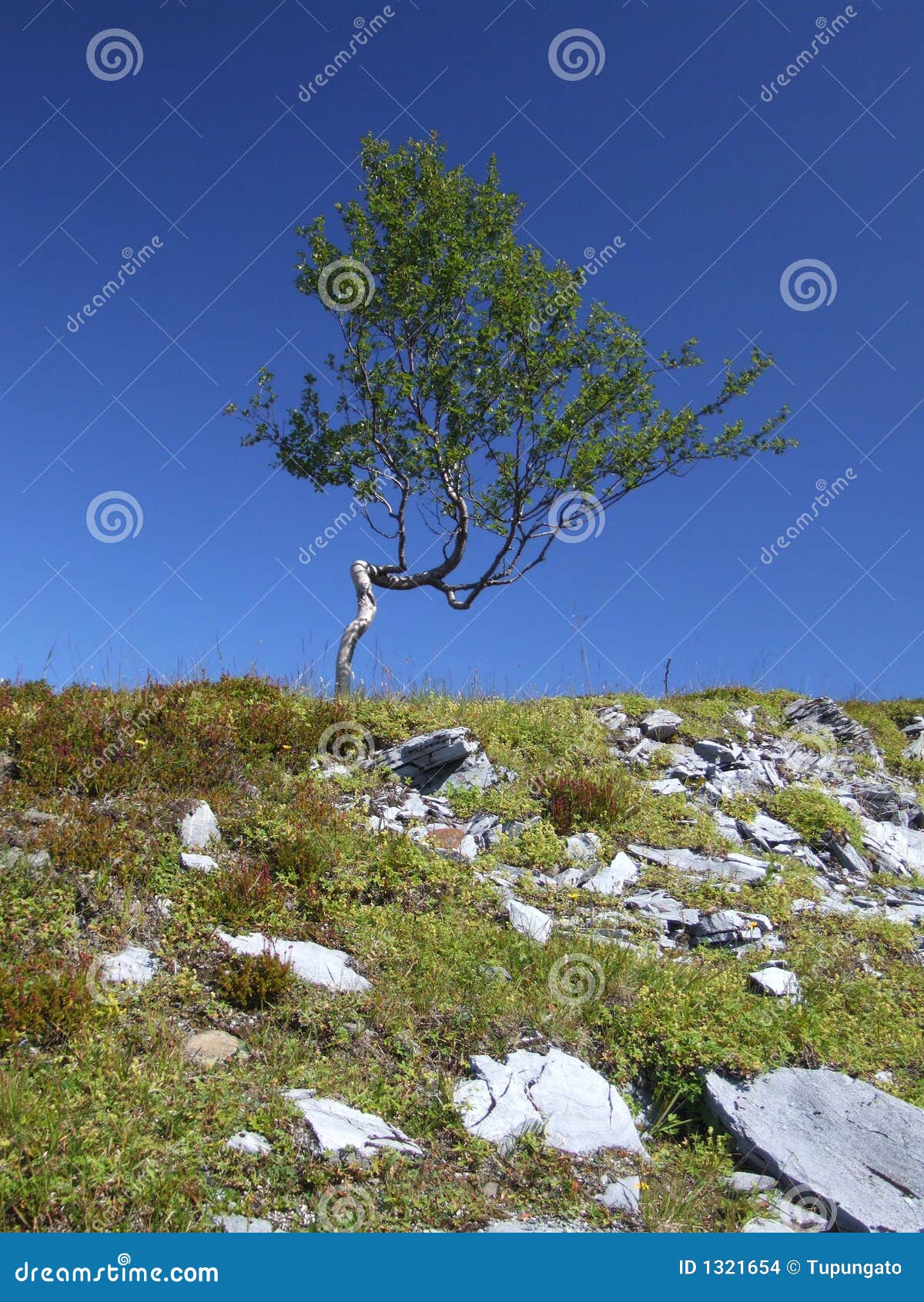 Perseverance stock photo. Image of rock, dwarfed, park - 1321654