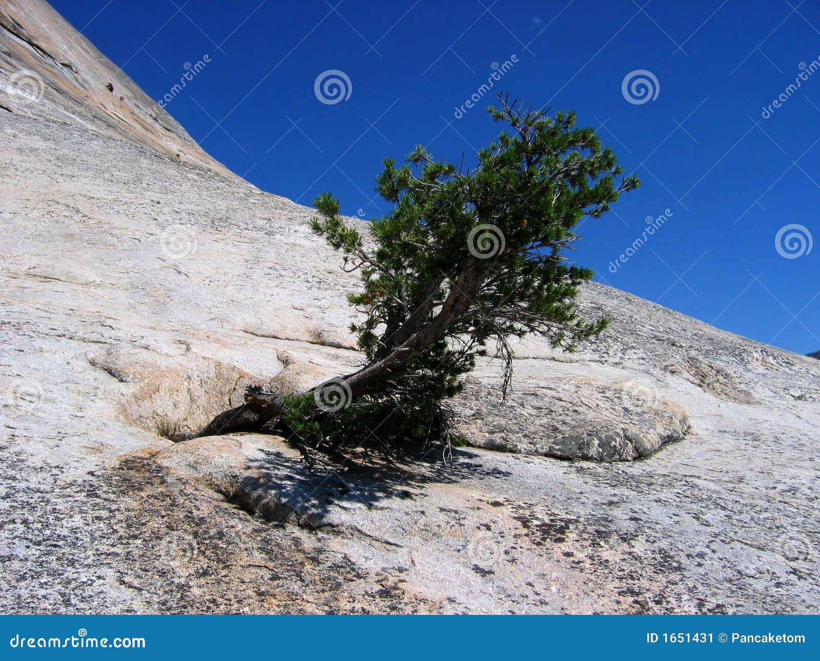 Perseverance stock image. Image of struggle, granite, tree - 1651431