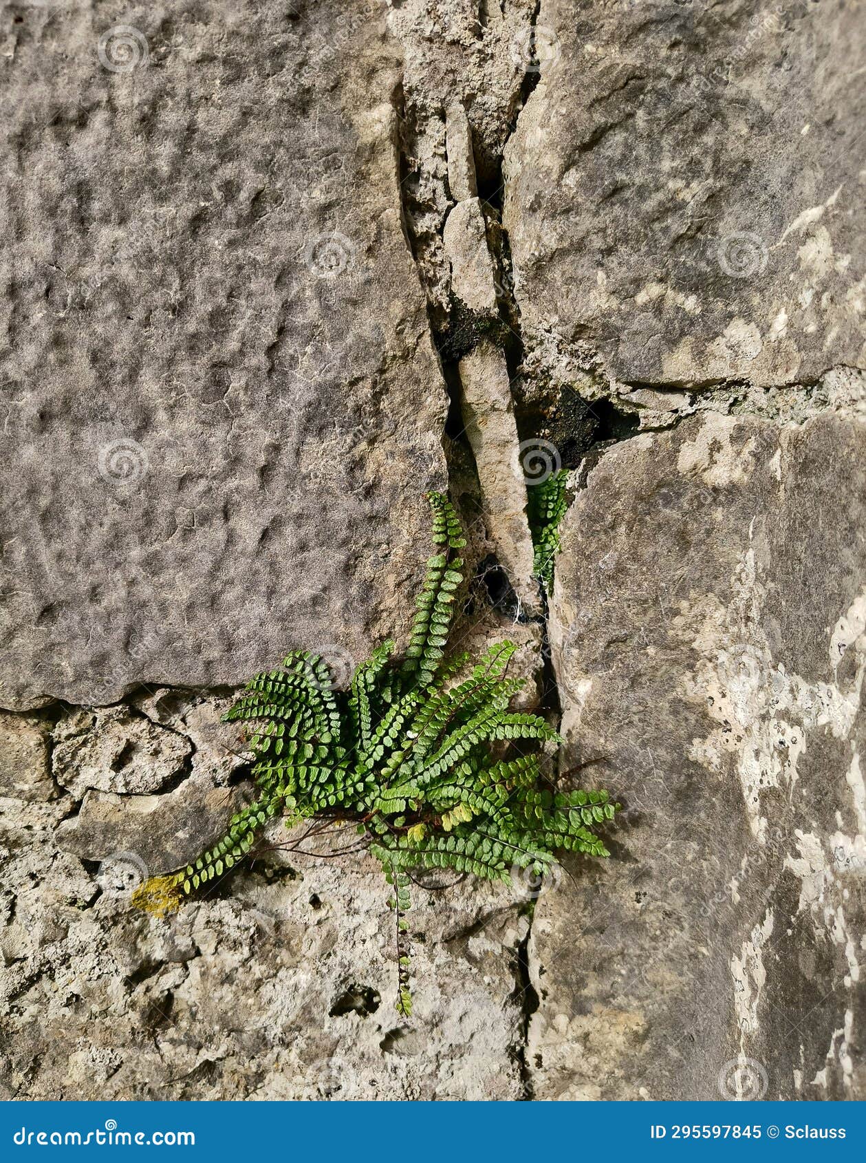 Perseverance Fern in Rock Wall Stock Image - Image of perseverance ...