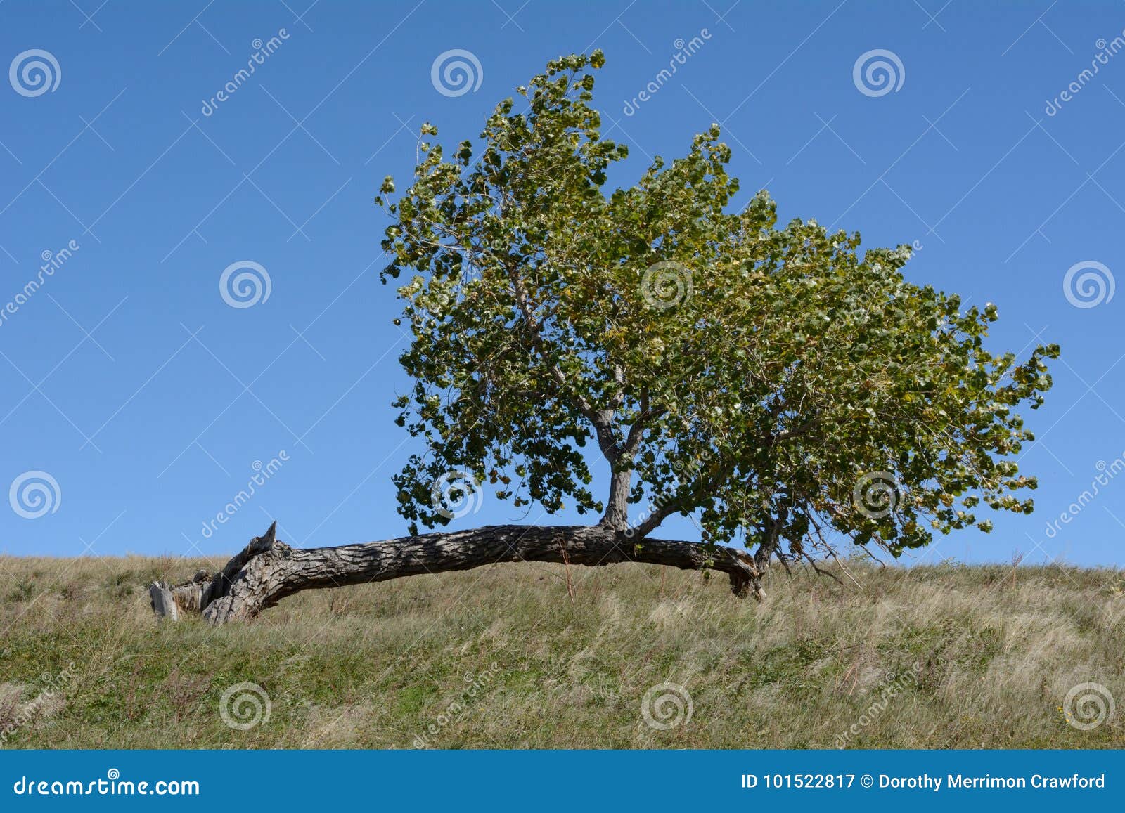 Perseverance in lone tree stock image. Image of innovation - 101522817