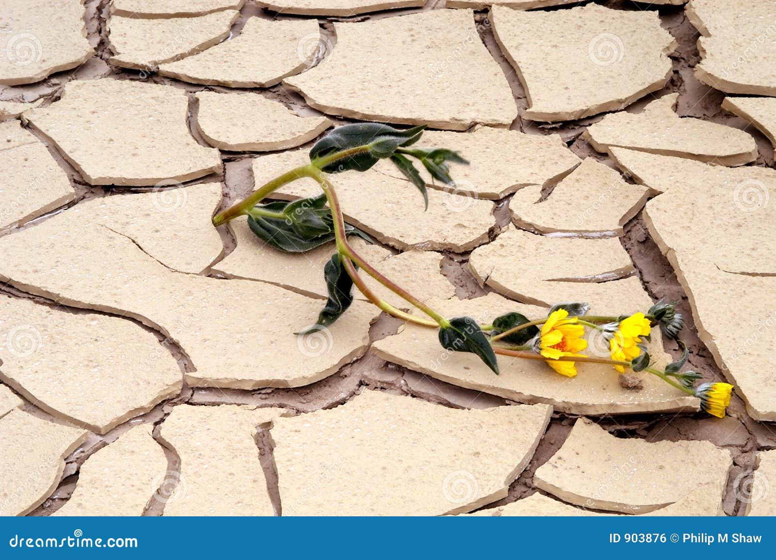 Persevere stock photo. Image of overcome, death, puddle - 903876