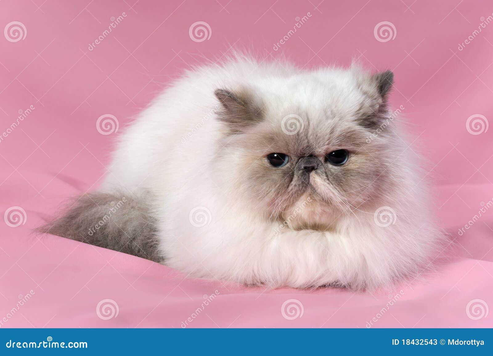 Persian Blue Tortie Point Cat Stock Image - Image of pink, cute: 18432543