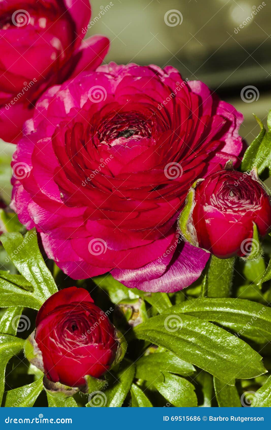 Persian buttercup stock photo. Image of beautiful, flowers - 69515686
