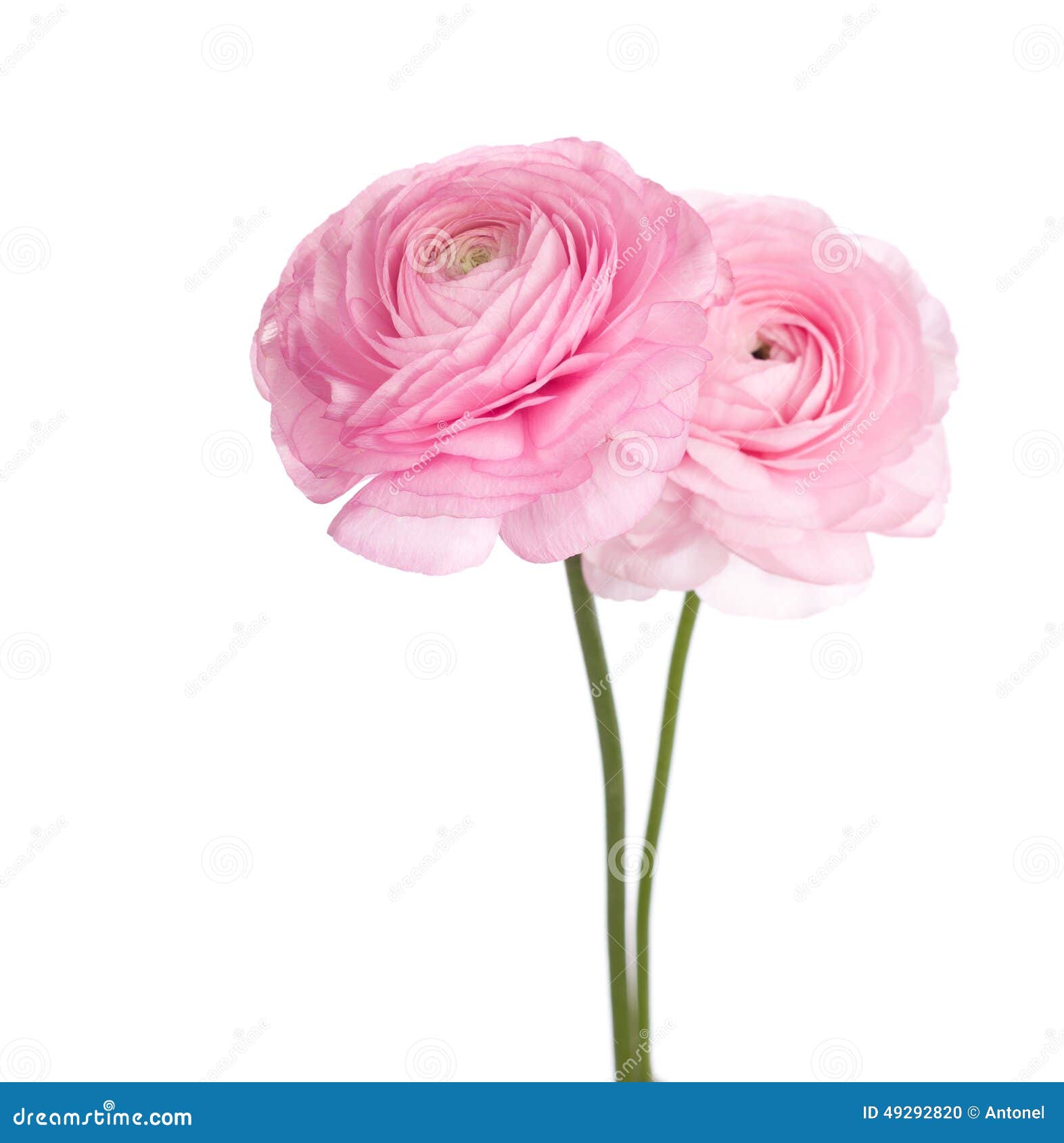 Persian Buttercup Stock Photography | CartoonDealer.com #7025954