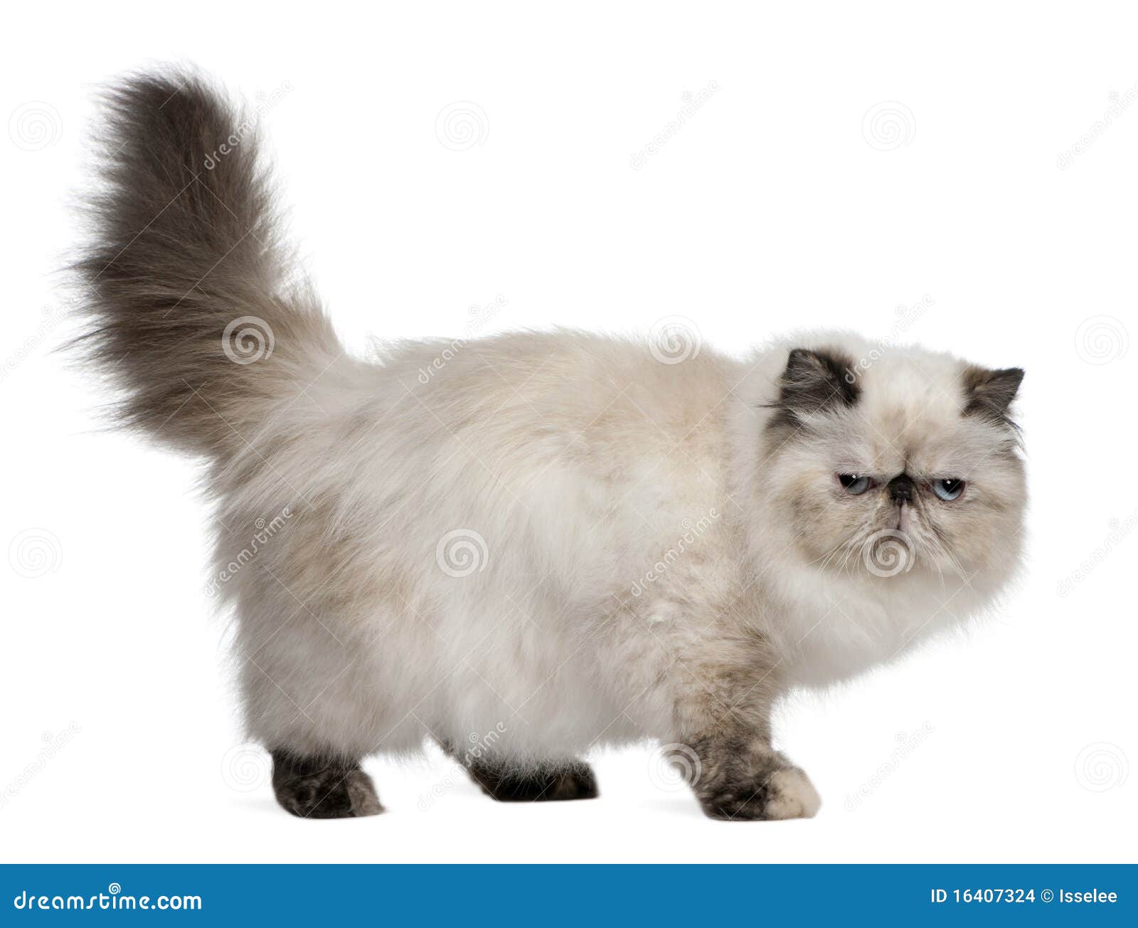 Persian Cat, 2 Years Old, Standing Stock Photo - Image: 16407324