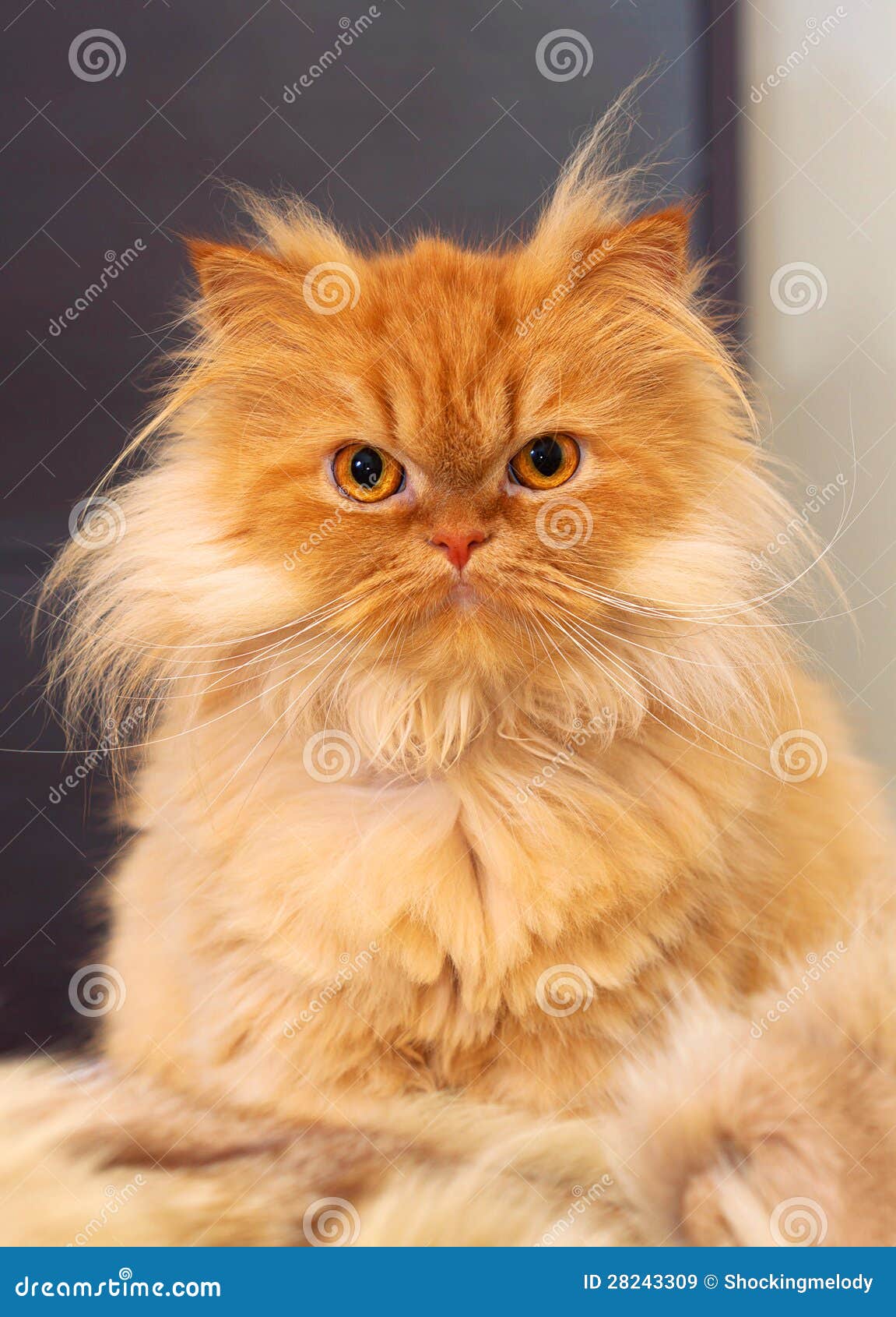 Red Persian Cats