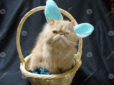 Persian cat bunny stock photo. Image of rabbit, persian - 723526
