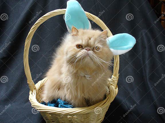 Persian cat bunny stock photo. Image of rabbit, persian - 723526