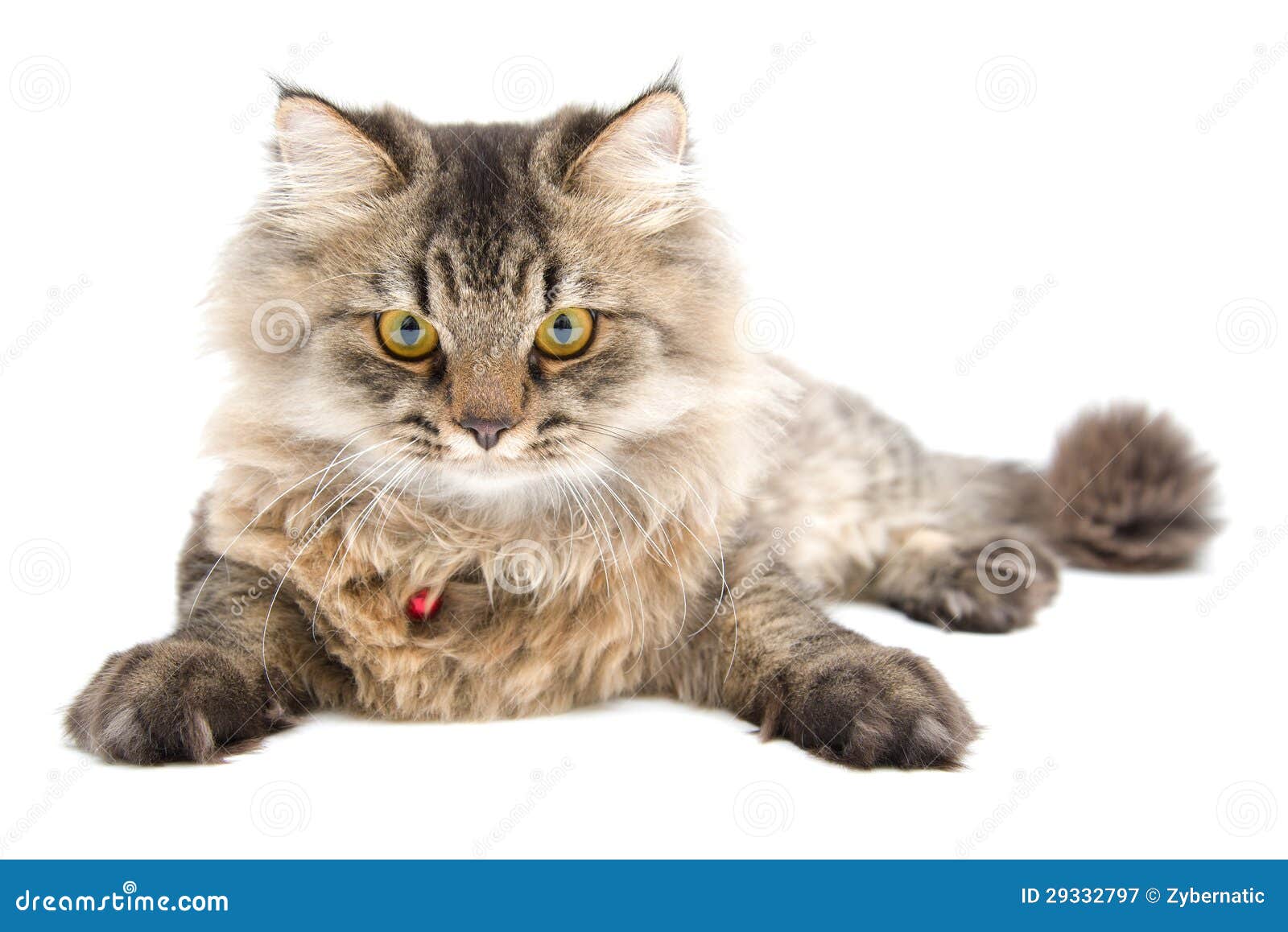 Persian cat, Front Face stock image. Image of adult, puss - 29332797
