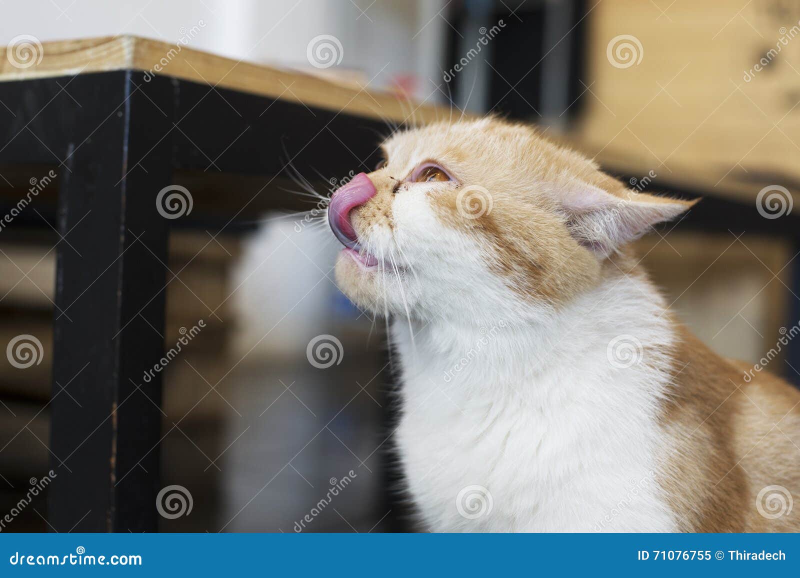 Persian Cat Gape Blurred Stock Photos - Free & Royalty-Free Stock ...