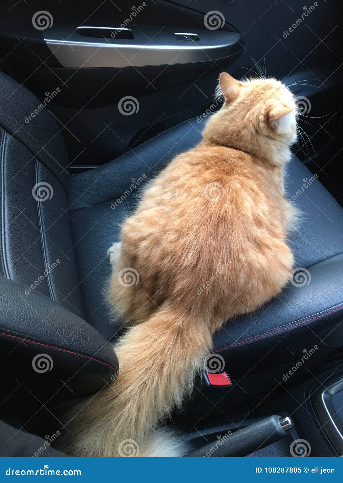Persian cat stock image. Image of pluffy, persian, catincar - 108287805