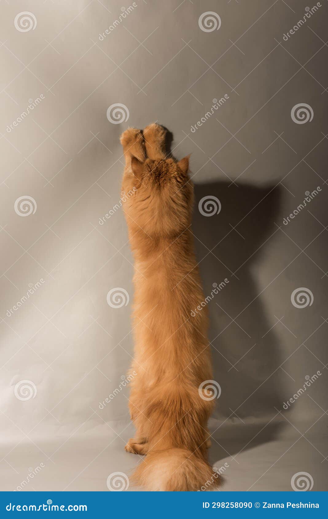 Persian Exotic Cat is on Gray Background, Back View. Cat is Playing, it ...