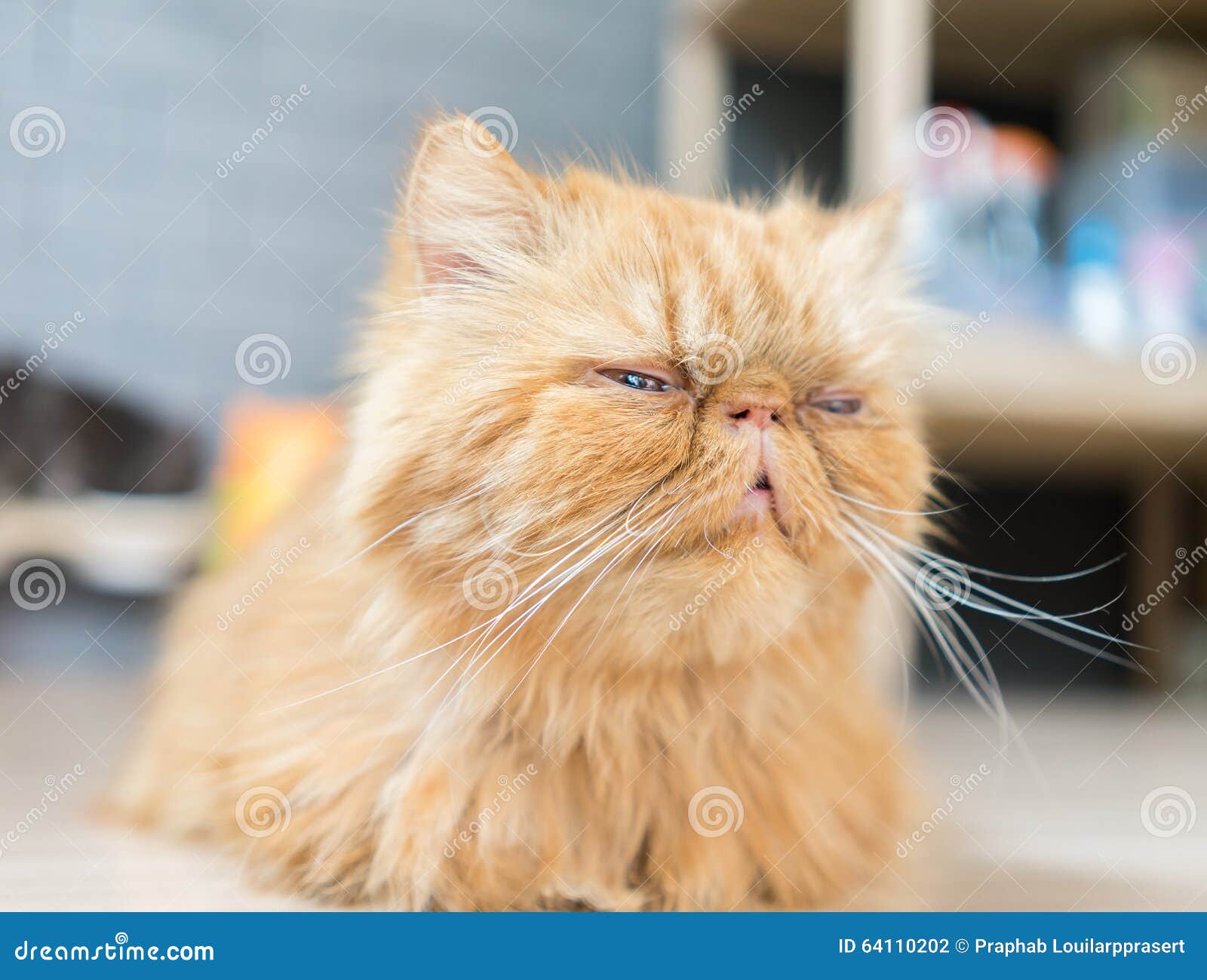 Persian cat stock photo. Image of round, middle, muzzle - 64110202