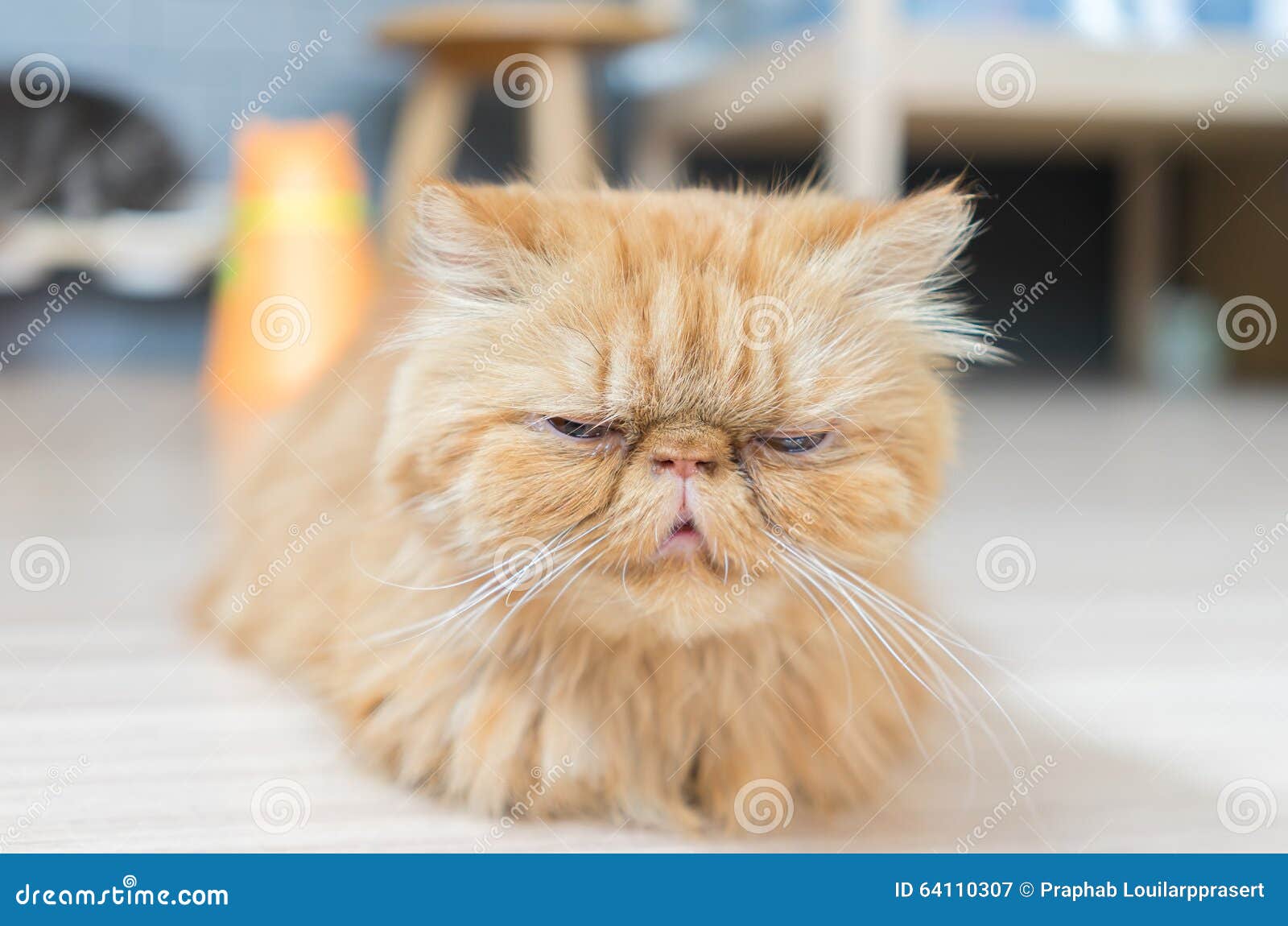 Persian cat stock image. Image of round, longhair, muzzle - 64110307