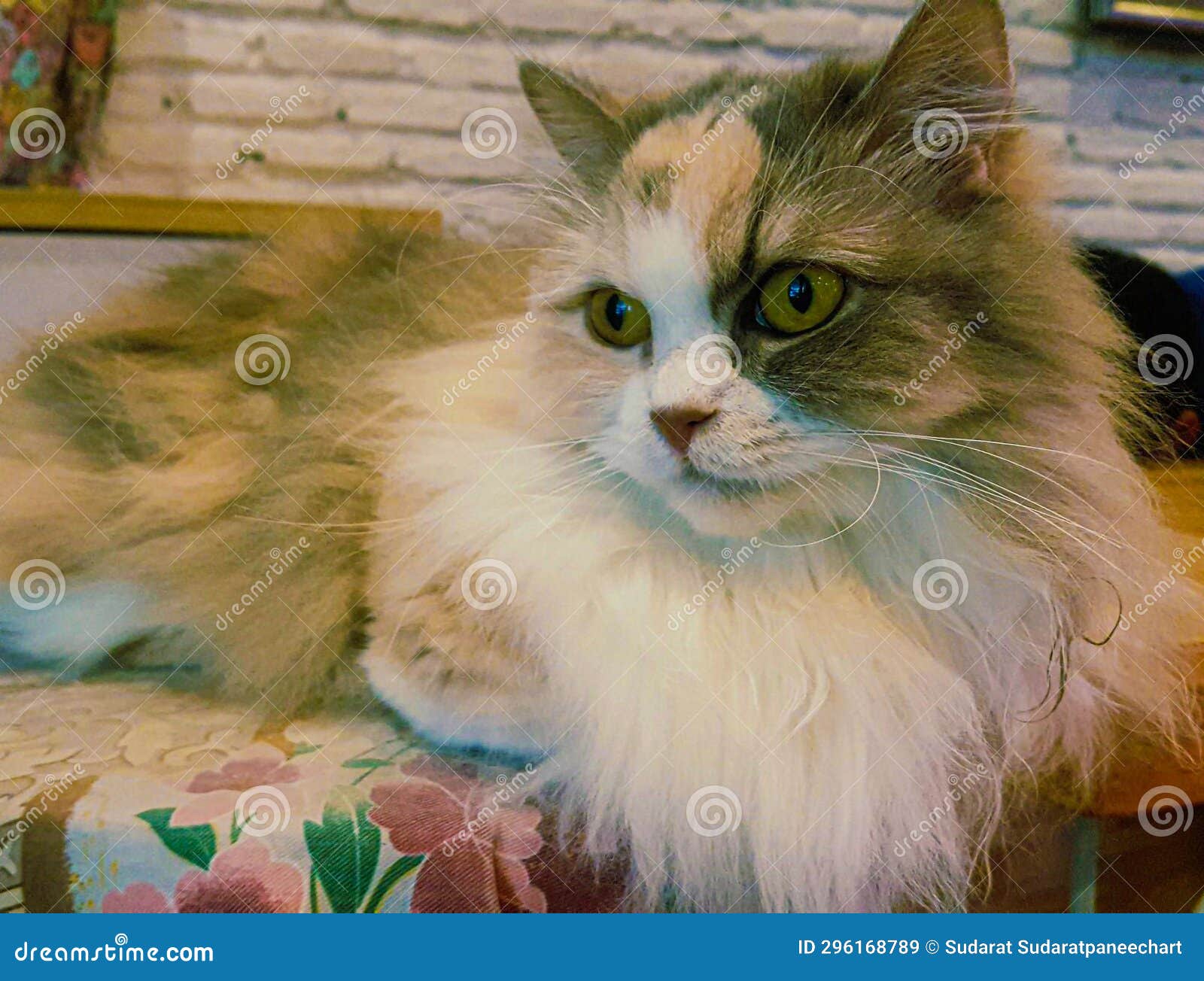 Persian Cat, Long-haired Cat, Cat Drinking Water Persian Cat Stock ...