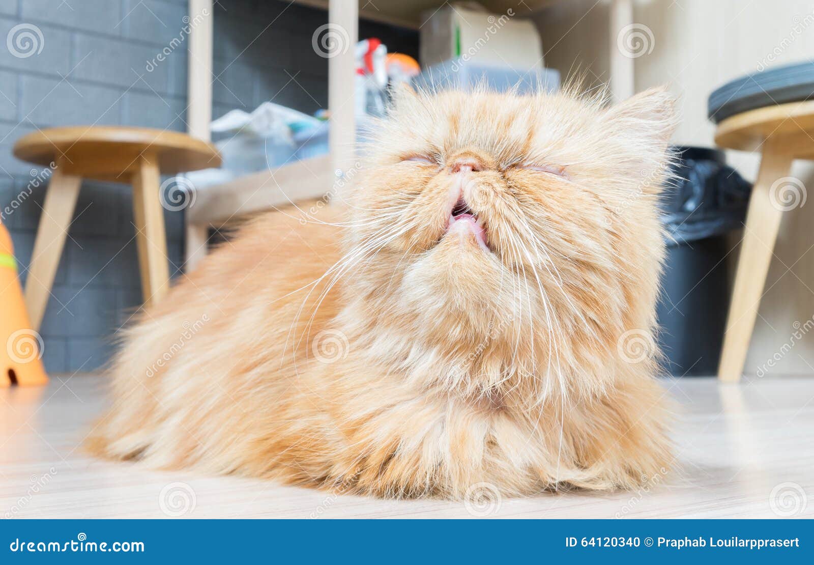 410 Persian Type Stock Photos - Free & Royalty-Free Stock Photos from ...