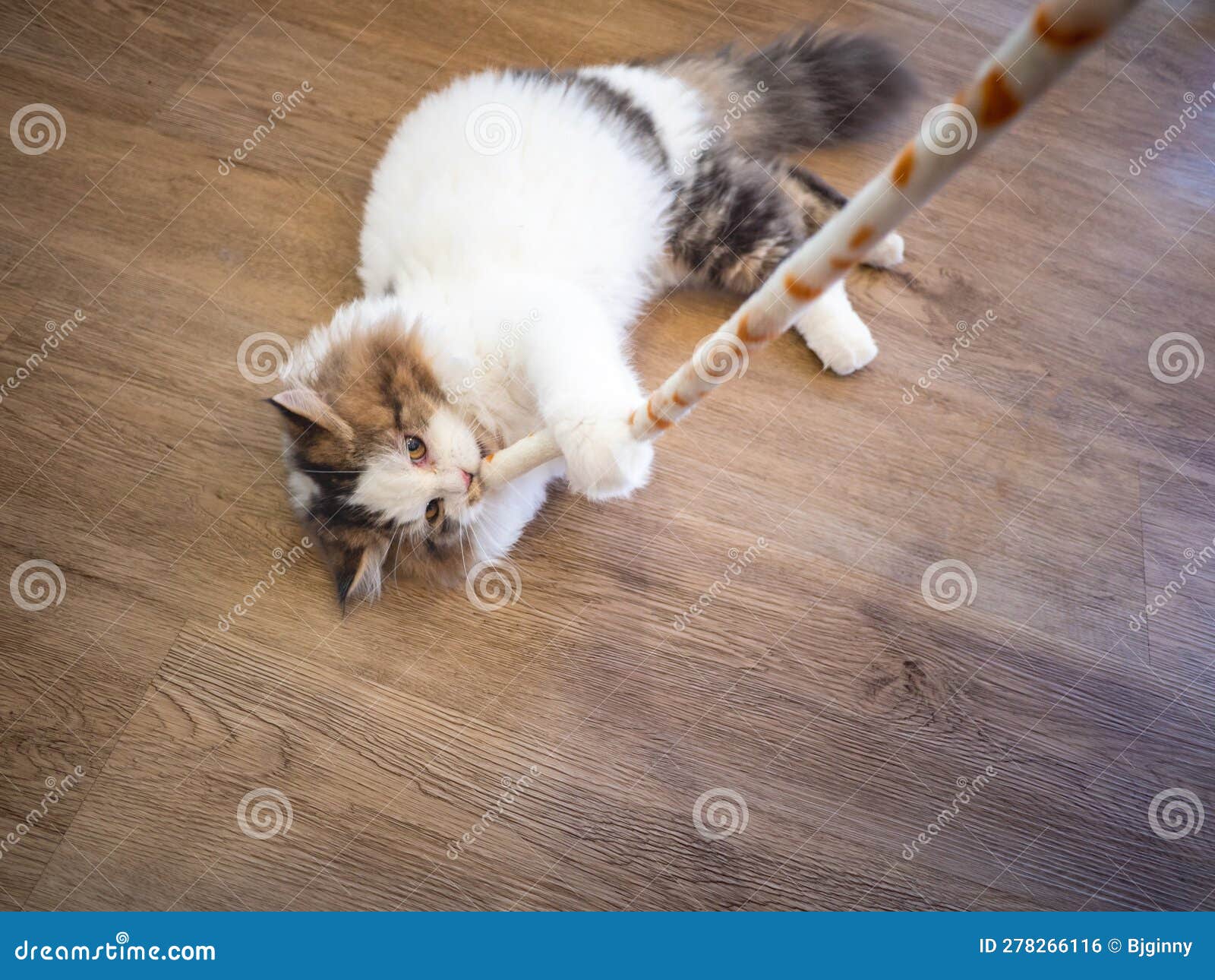 Persian Cat Playing with a String Rope on Laying on the Floor Stock ...