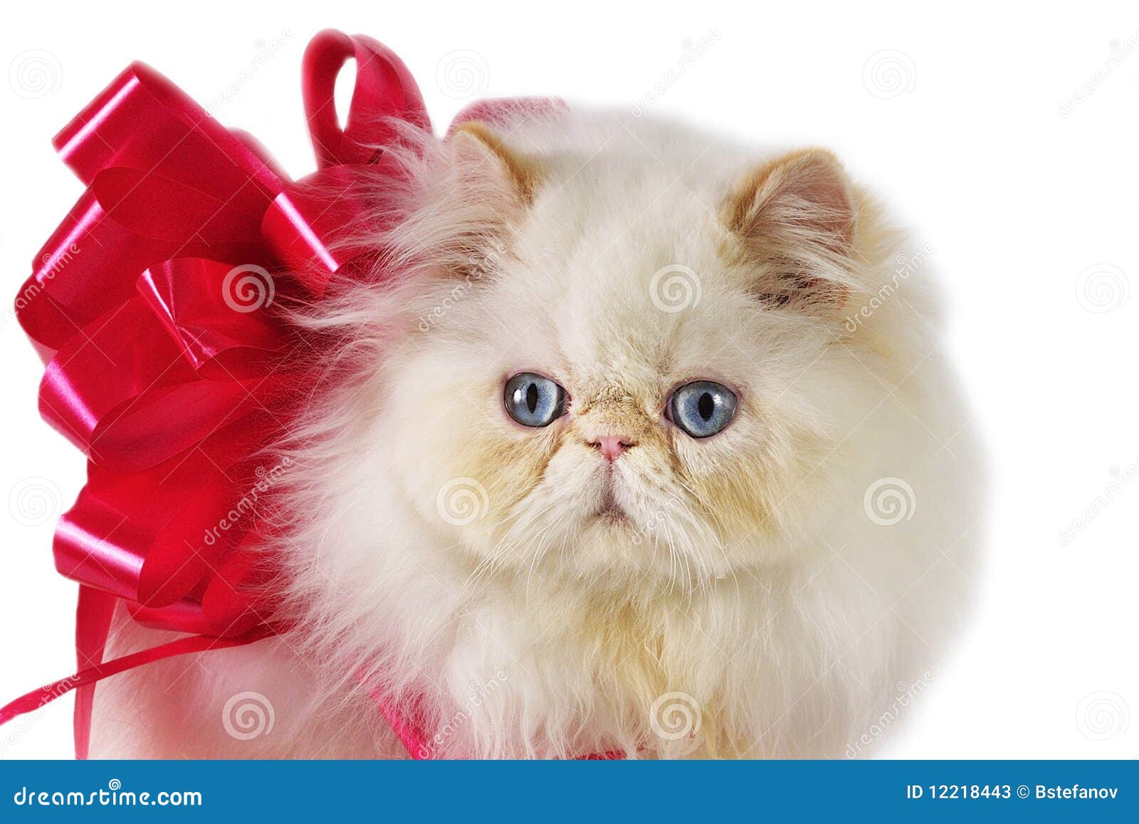 10,818 Present Cat Stock Photos - Free & Royalty-Free Stock Photos from ...