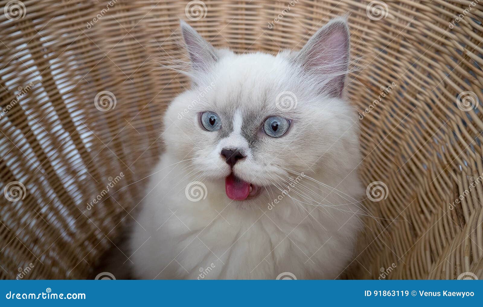 Persian Cat in a Rattan Basket Stock Image - Image of cute, kitten ...