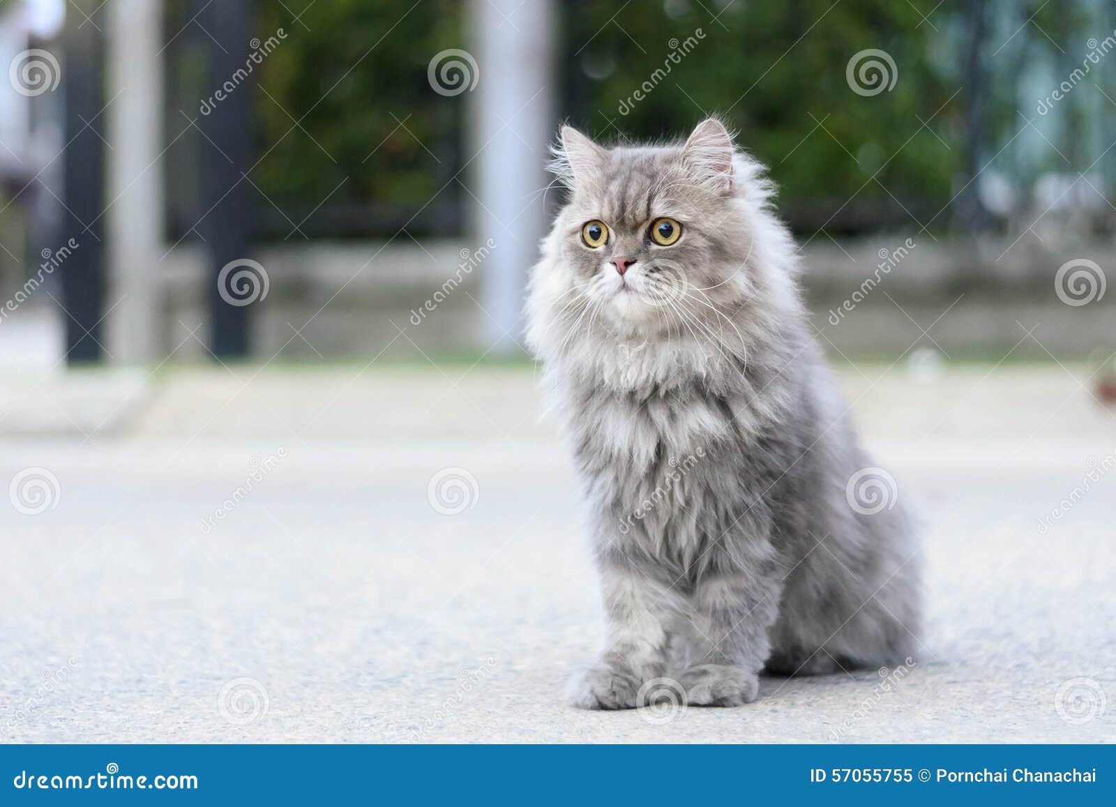 Hazel Eyed Persian Cat Stock Photos - Free & Royalty-Free Stock Photos ...