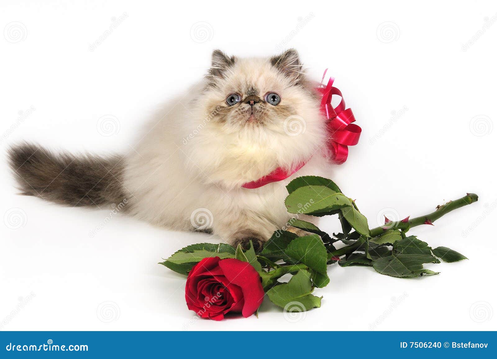 Persian cat with rose stock photo. Image of domestic, young - 7506240