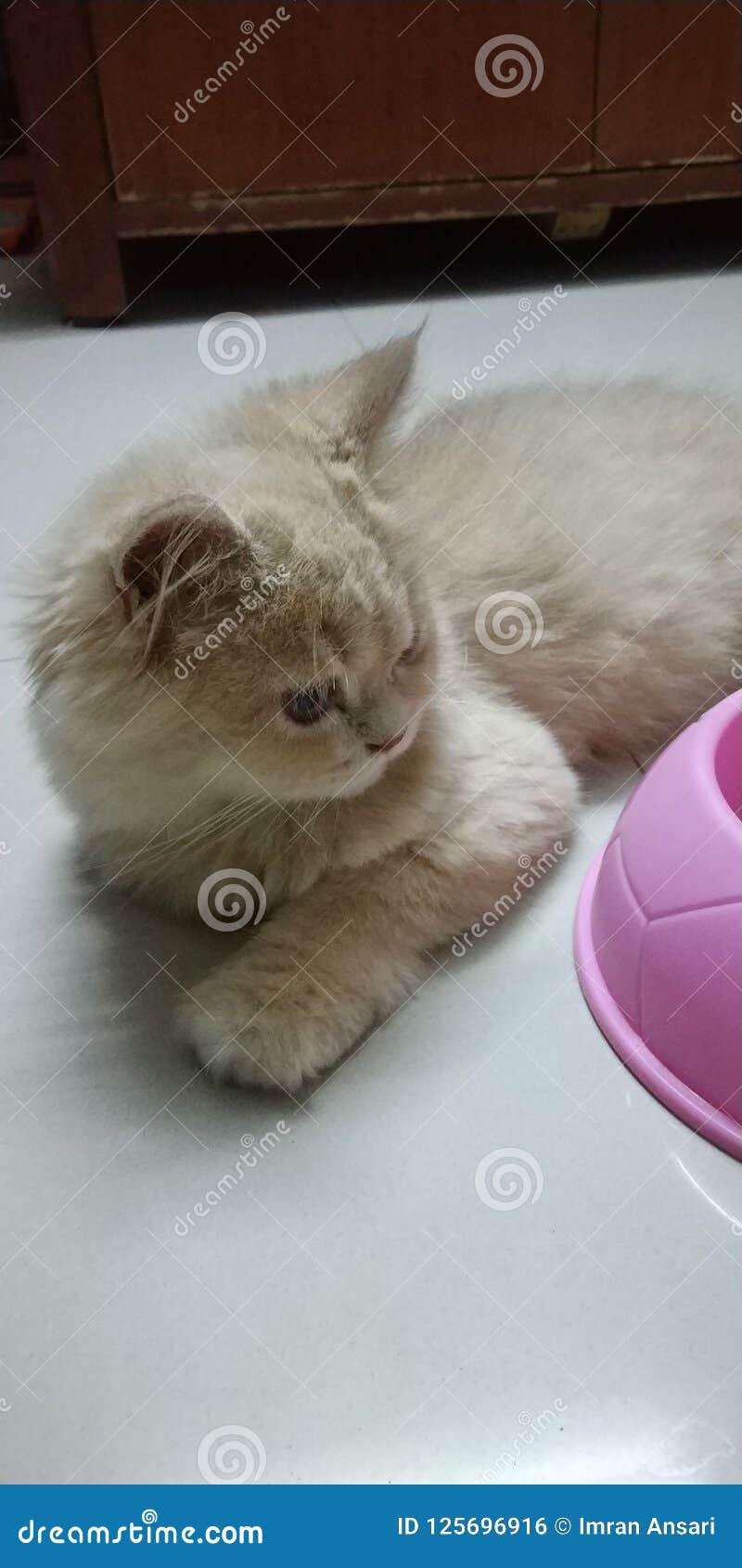 Persian Cat stock photo. Image of semi, persian, punch - 125696916