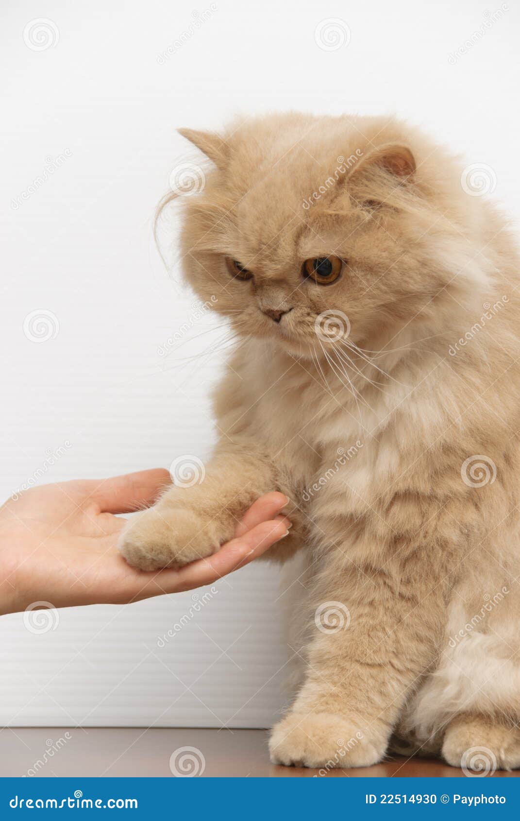 Persian Cat Showing Good Behavior Stock Photo - Image of shake ...