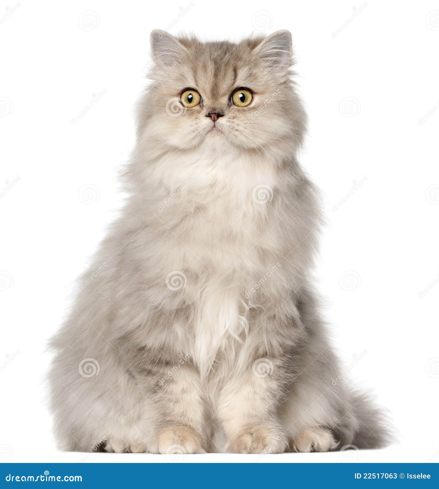 Persian Cat, Sitting In Front Of White Background Stock Photos - Image ...