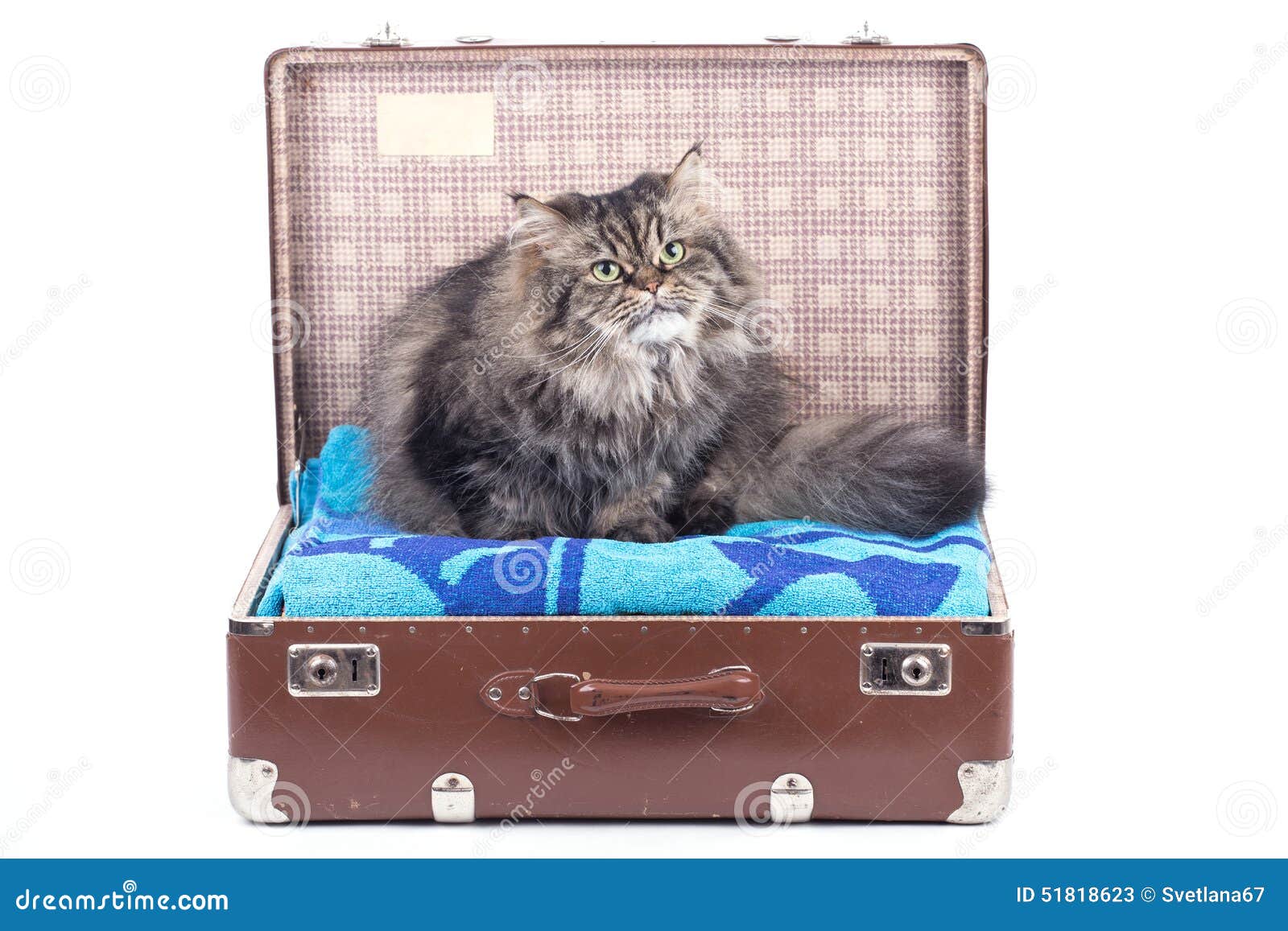 Persian Cat Sitting in Vintage Suitcase Stock Image - Image of nature ...
