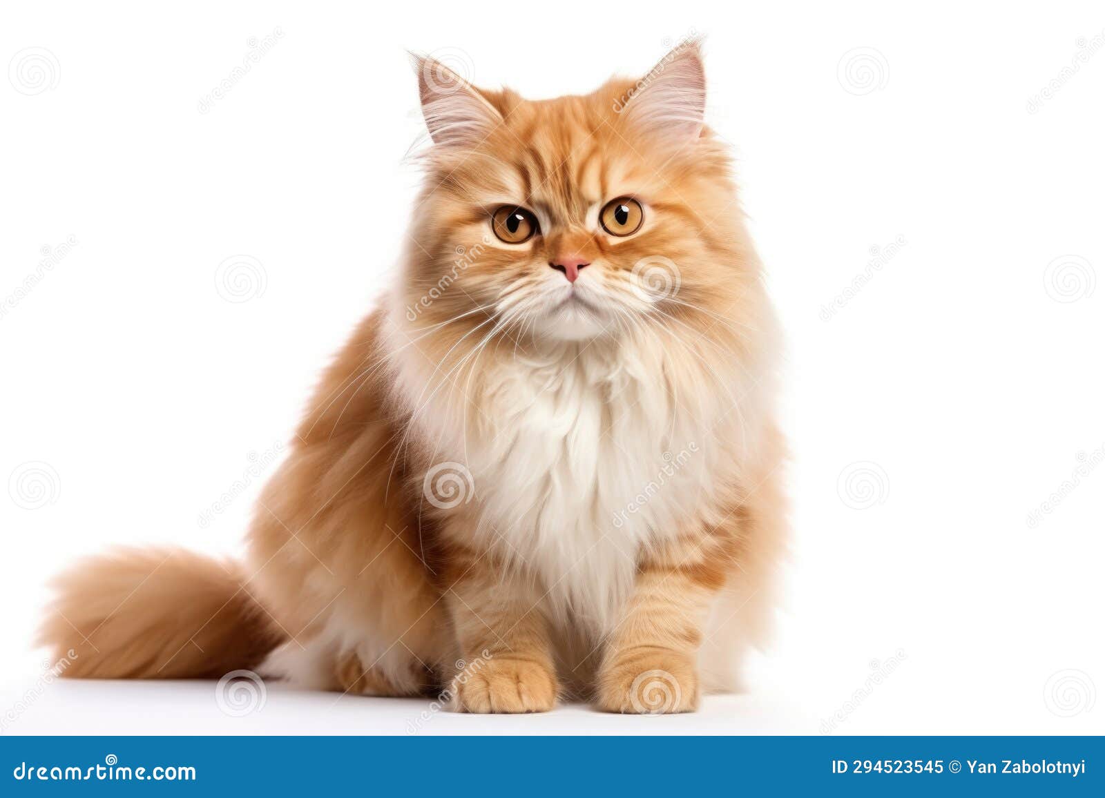 Persian Cat Stands On A White Background Stock Illustration