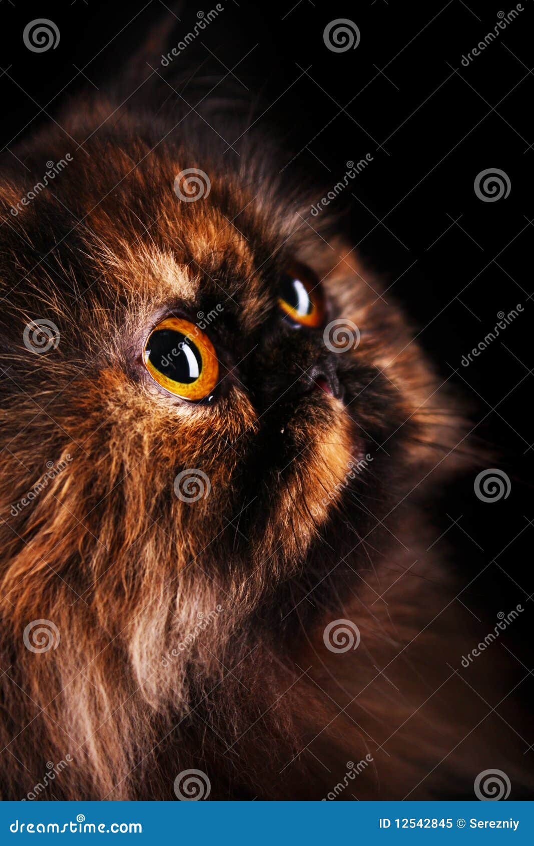 Persian Cat Of Turtle Color Lies On A Fur Background Royalty-Free Stock ...
