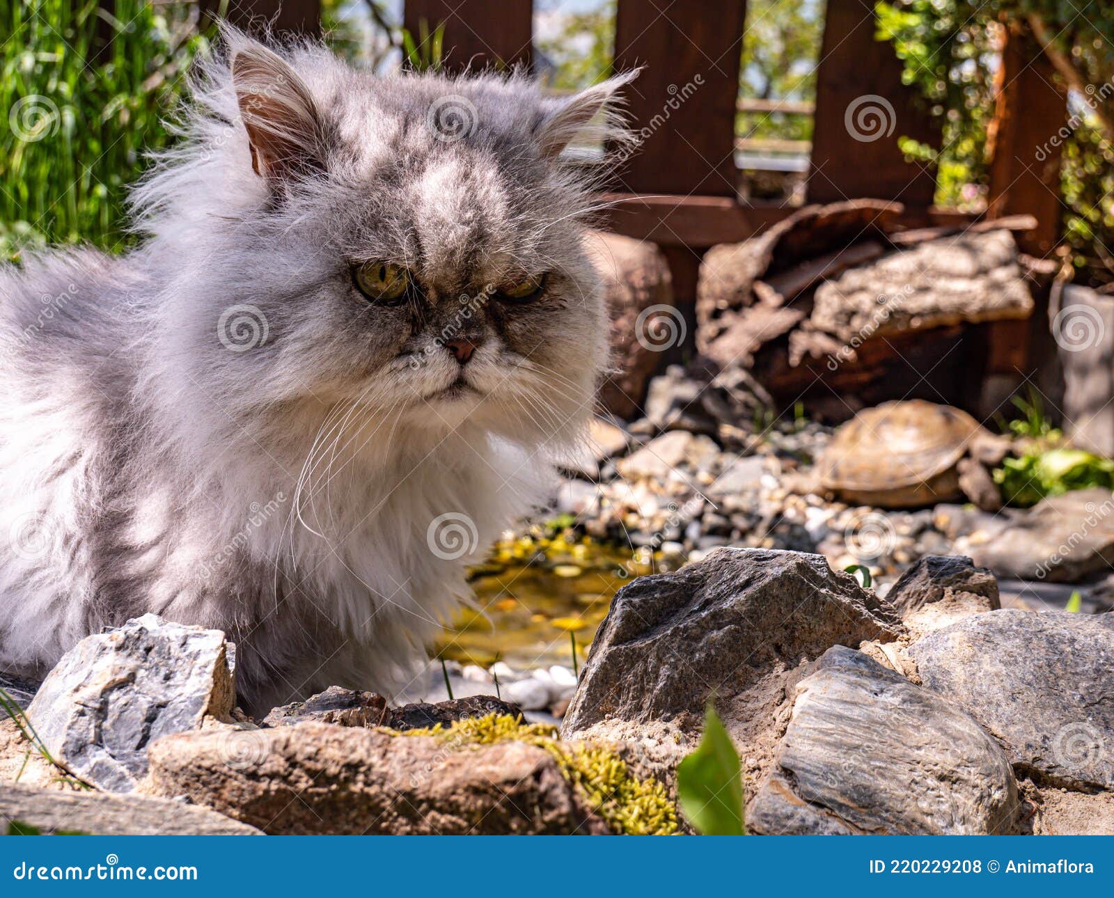 Persian Cat Of Turtle Color Lies On A Fur Background Royalty-Free Stock ...