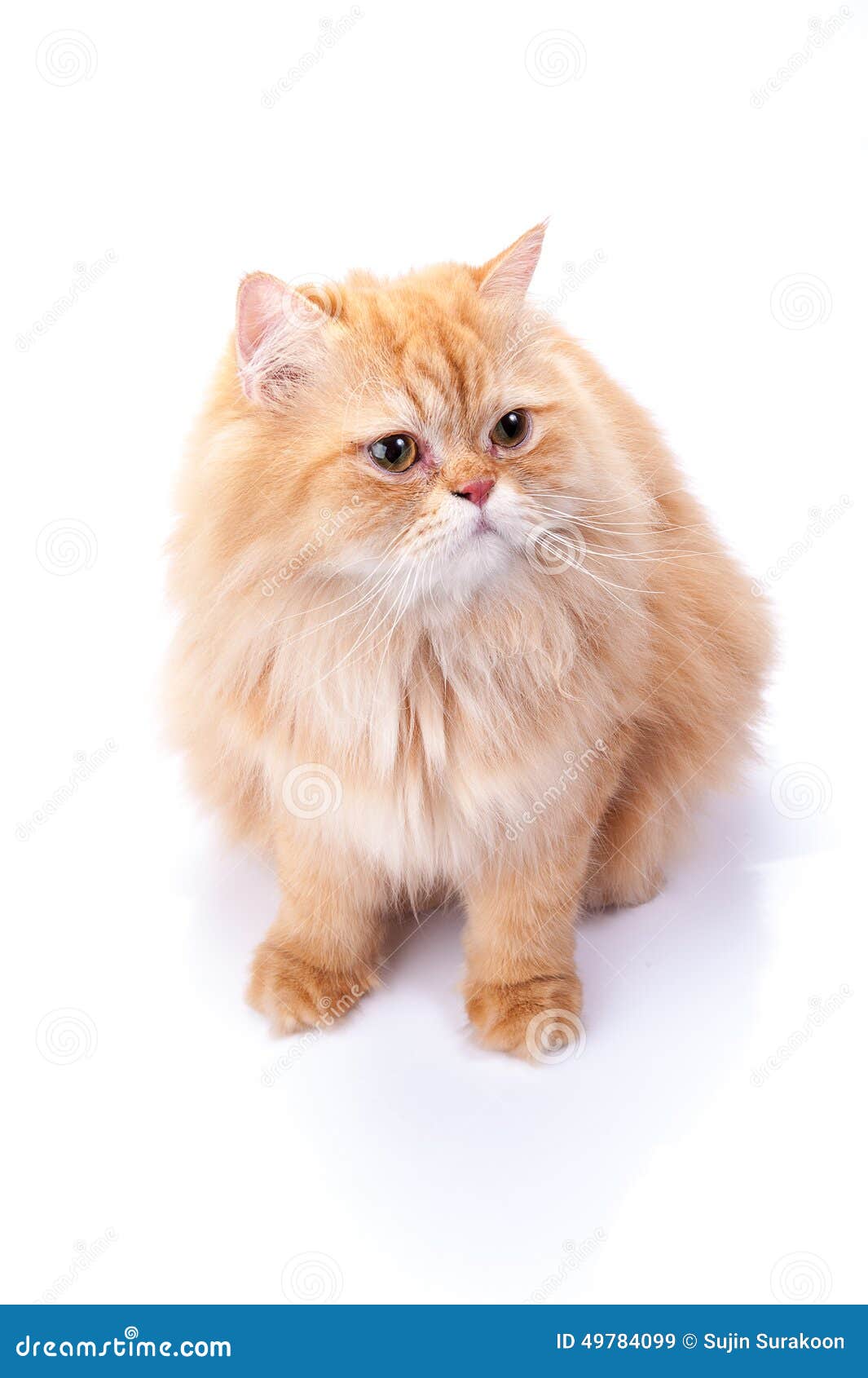 Gold Persian Cats