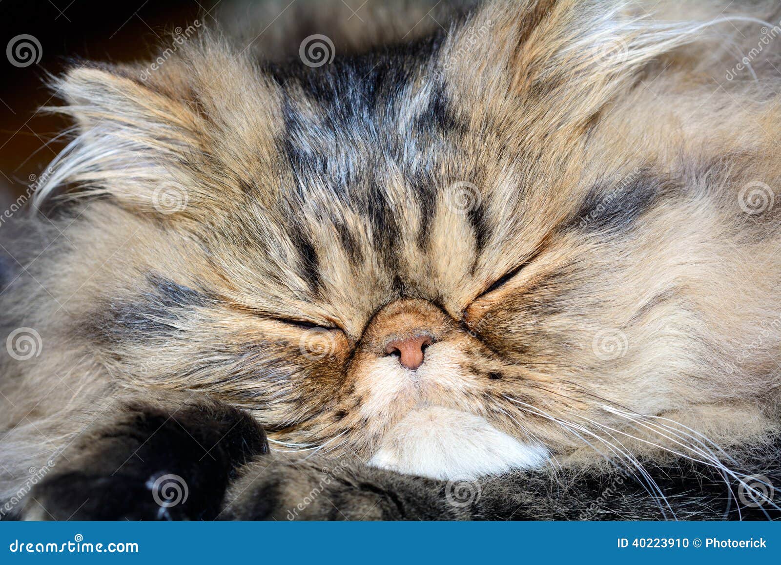 Persian cat stock photo. Image of breed, brown, tabby - 40223910