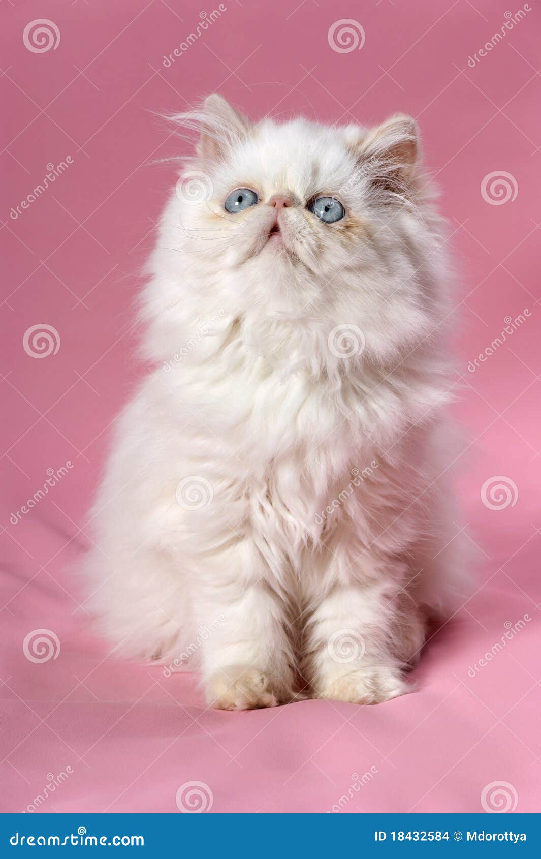 Persian Cream Colorpoint Kitten Stock Photo - Image of color, pink ...