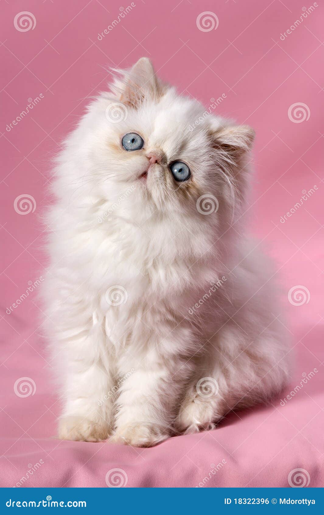 1,016 Persian Cream Stock Photos - Free & Royalty-Free Stock Photos ...