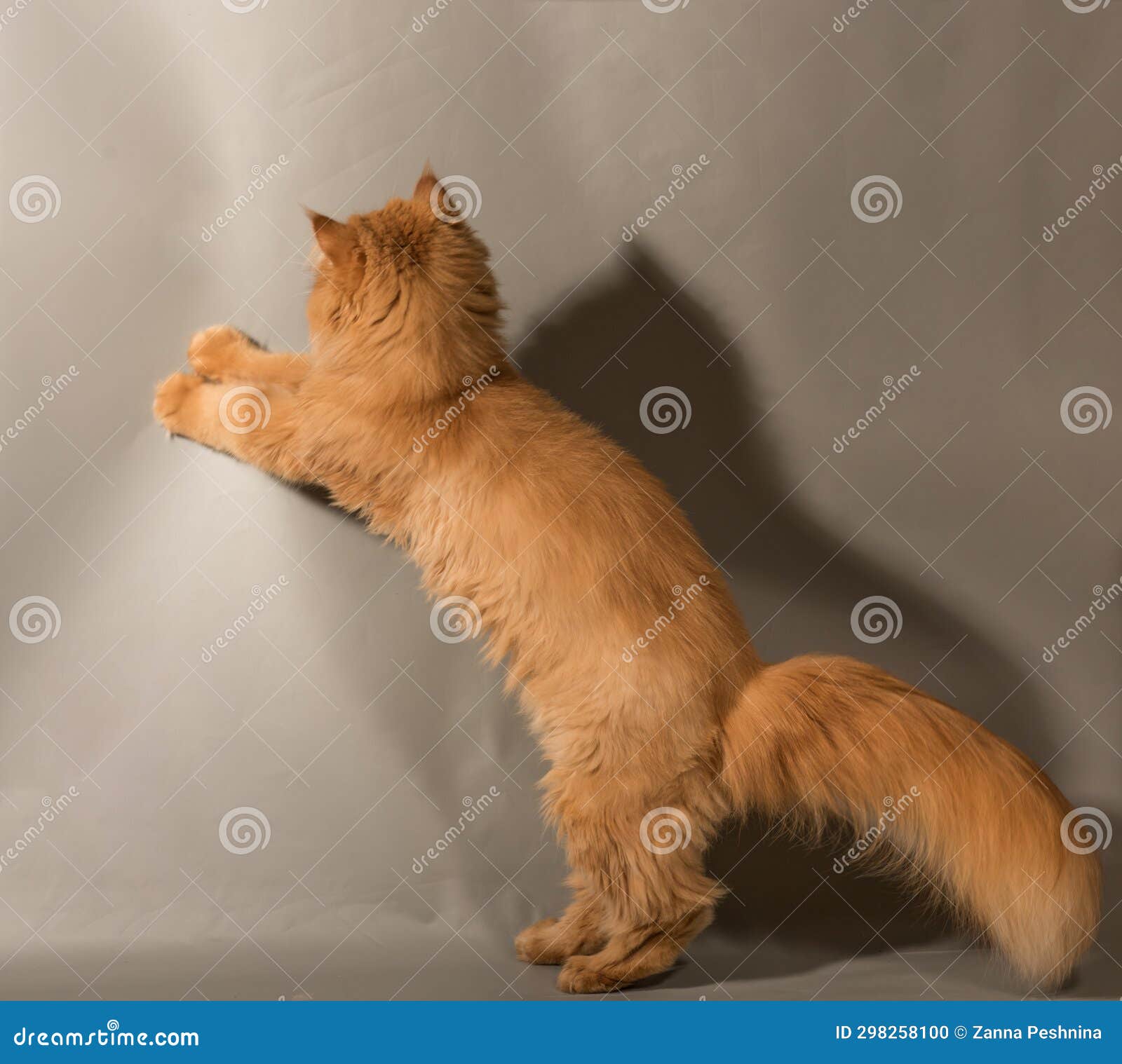 Persian Exotic Cat is on Gray Background, Back View. Cat is Playing, it ...