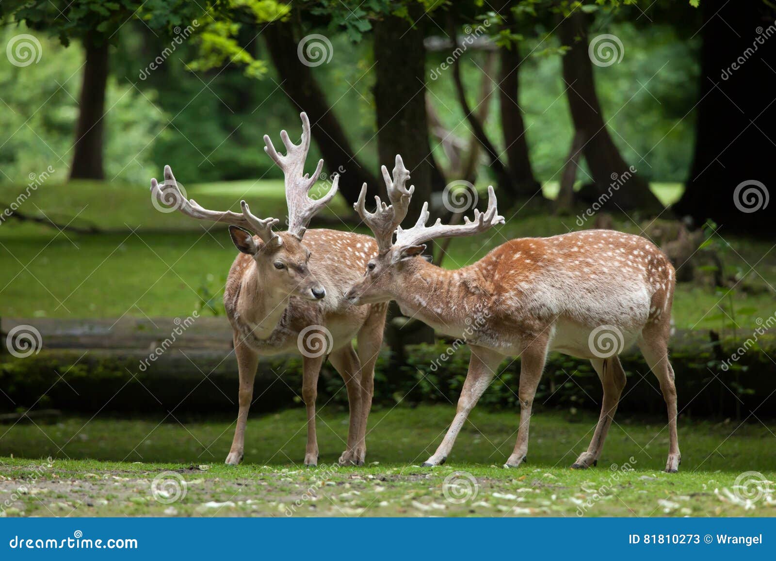 Persian Fallow Deer Dama Dama Mesopotamica Stock Image - Image of asia ...