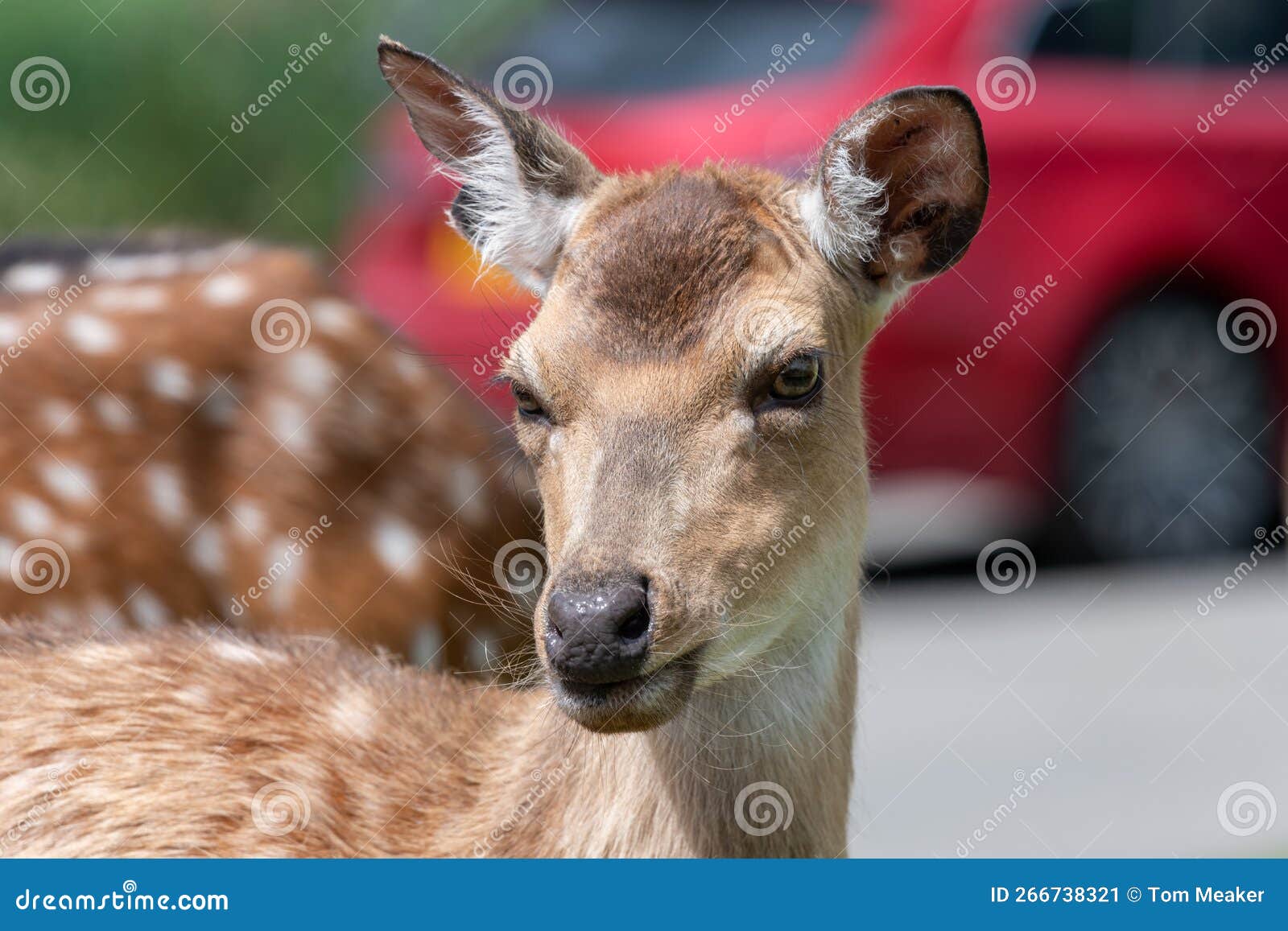 Persian Fallow Deer