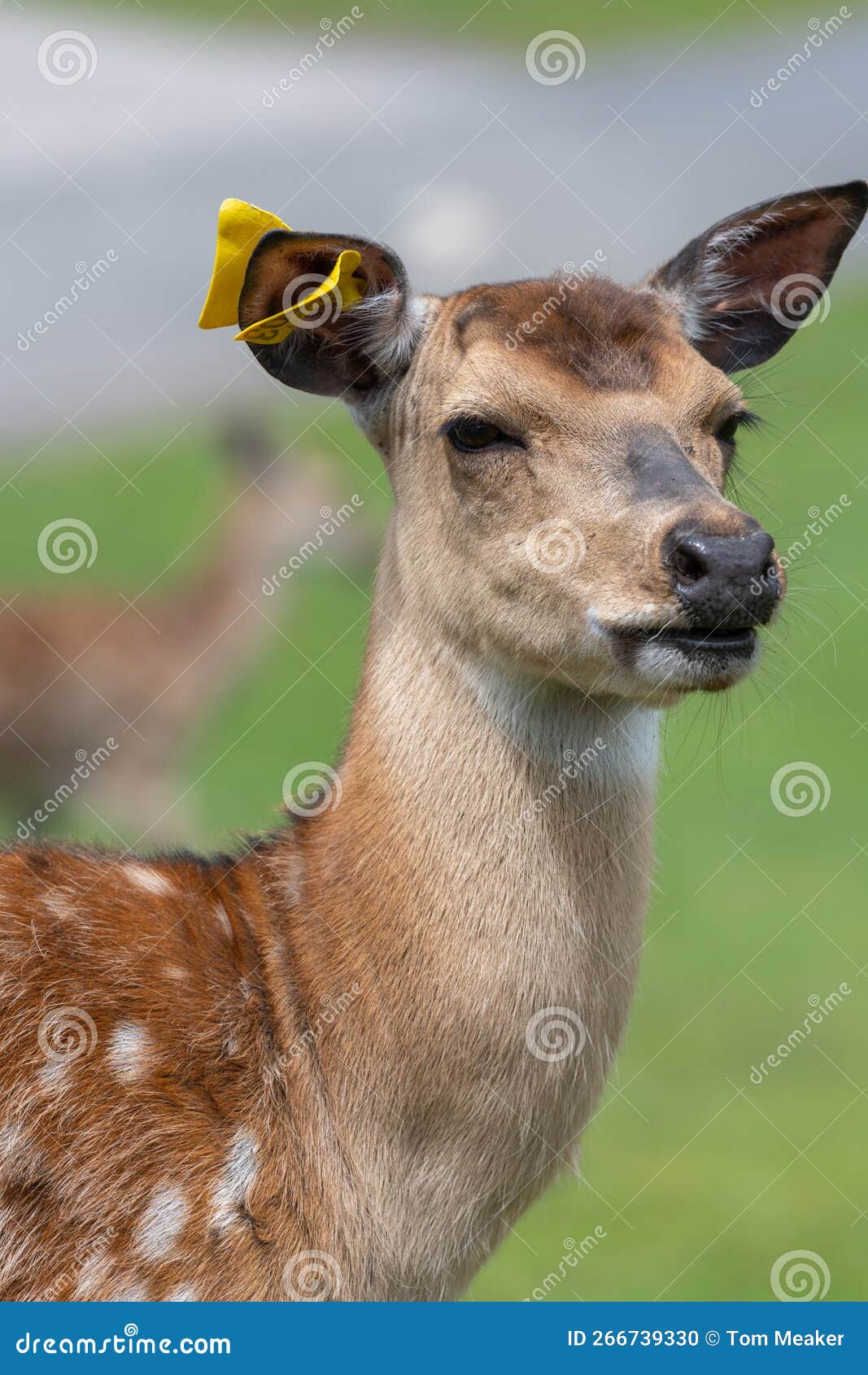 Persian Fallow Deer Dama Mesopotamica Stock Photo - Image of outdoor ...