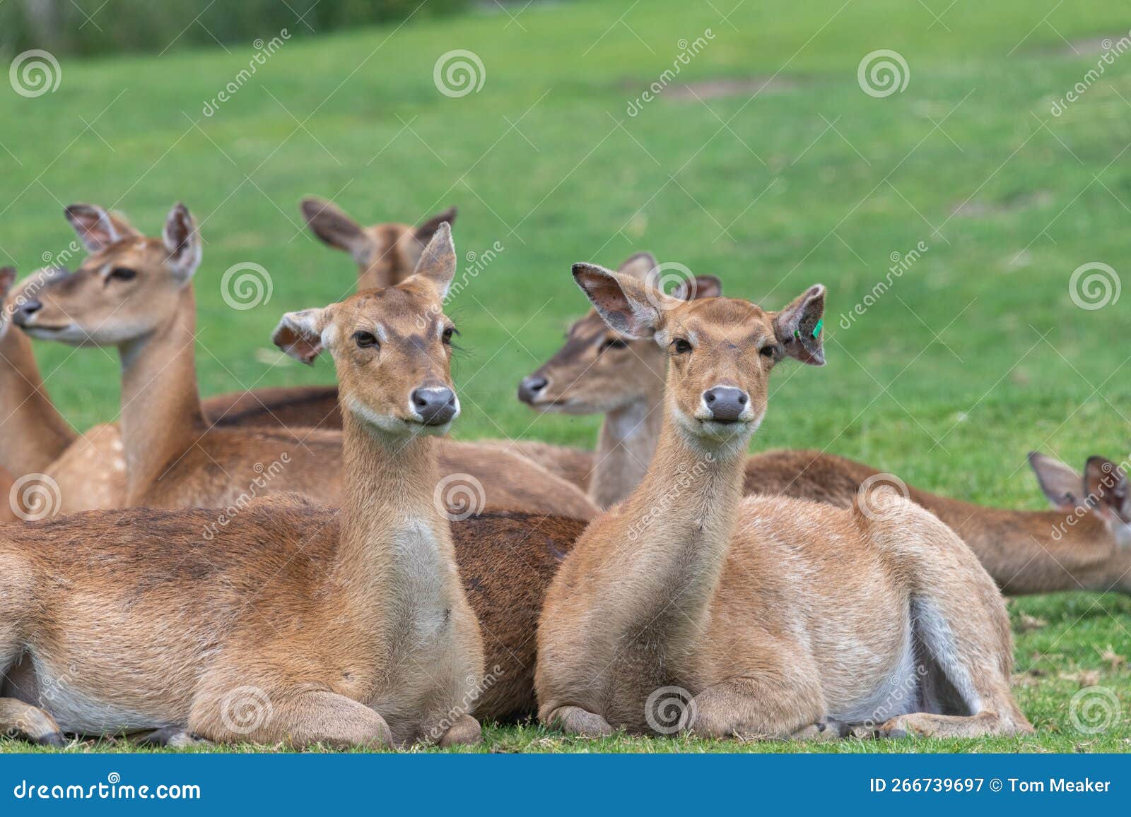 Persian Fallow Deer Dama Mesopotamica Stock Image - Image of group ...